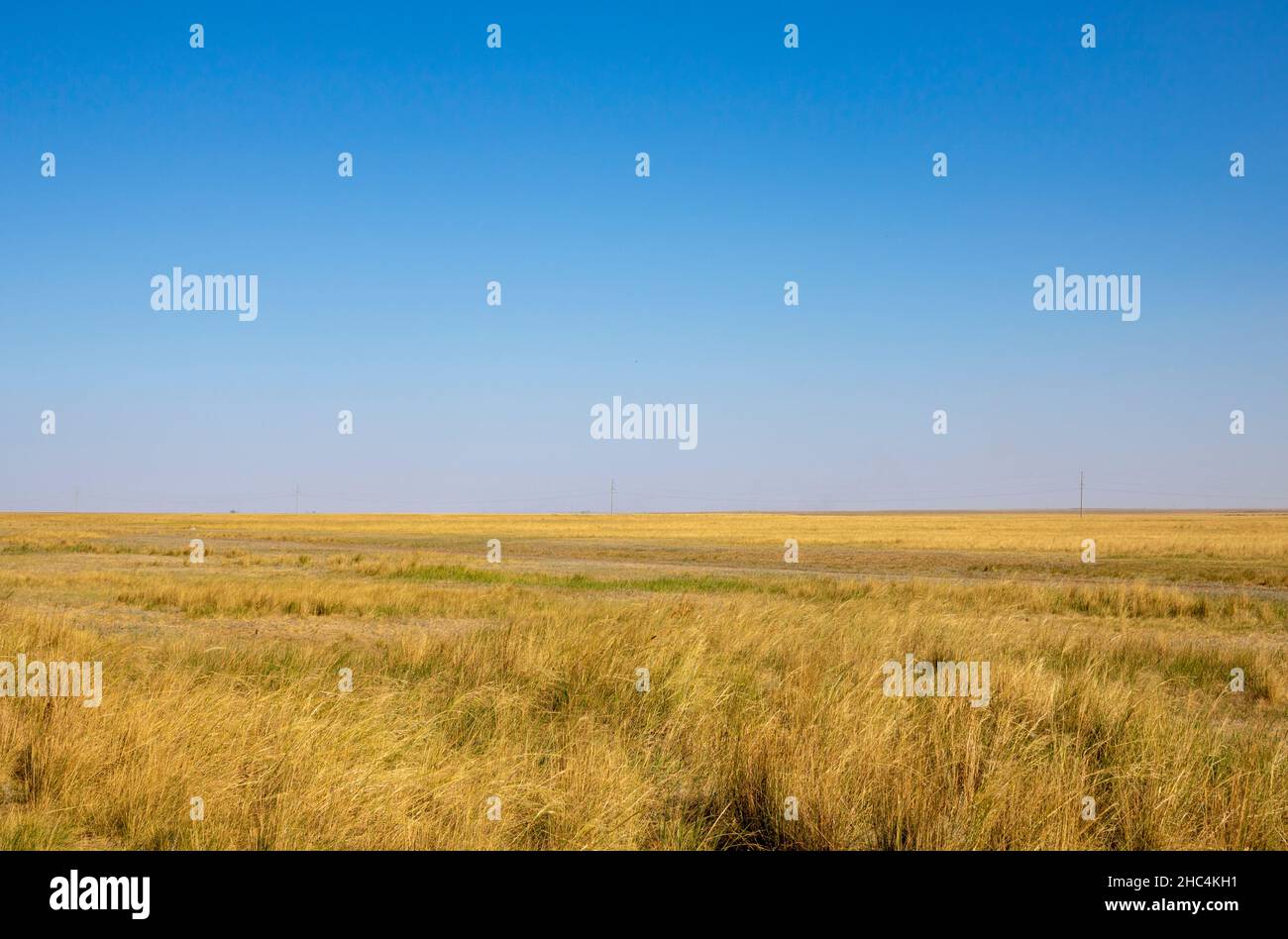 Steppe with yellow dry grass against the sky hi-res stock photography ...