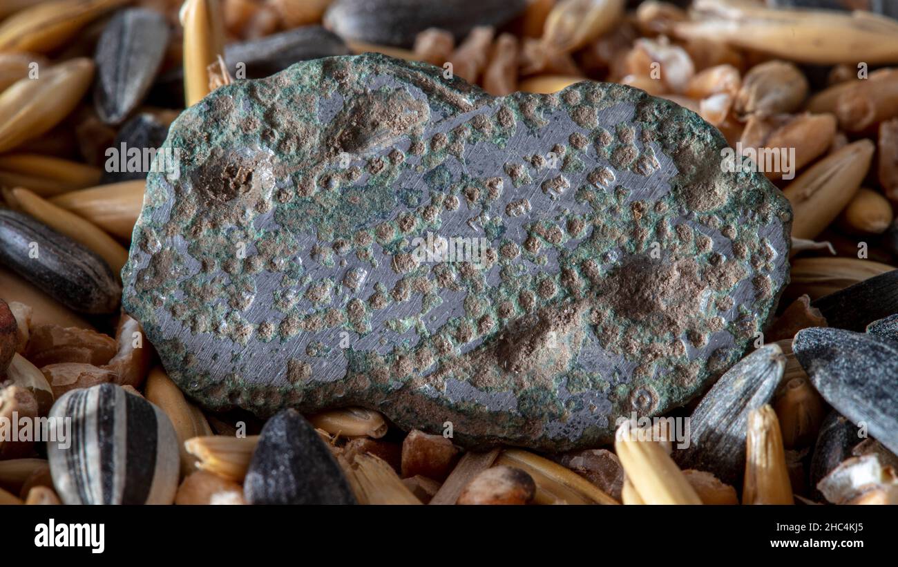 Closeup shot of Iron Age fibula, almost intact bronze Stock Photo - Alamy