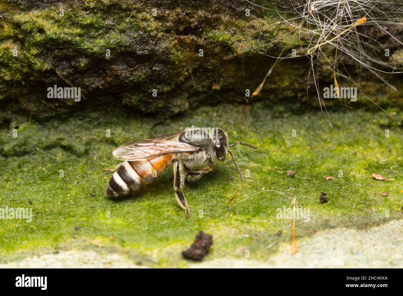 Macro small bee. Little bee looking for nectar on the floor Stock Photo ...