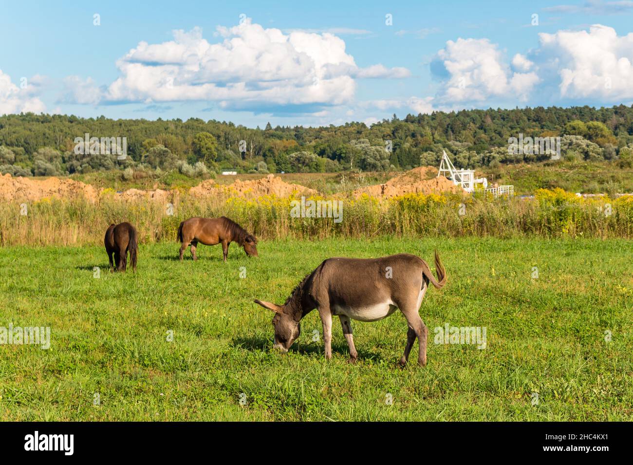 Donkey grazing on green pasture hi-res stock photography and images - Alamy