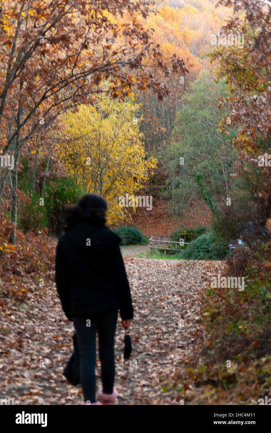 Walk along forest path in autumn with fallen leaves and trees with ...