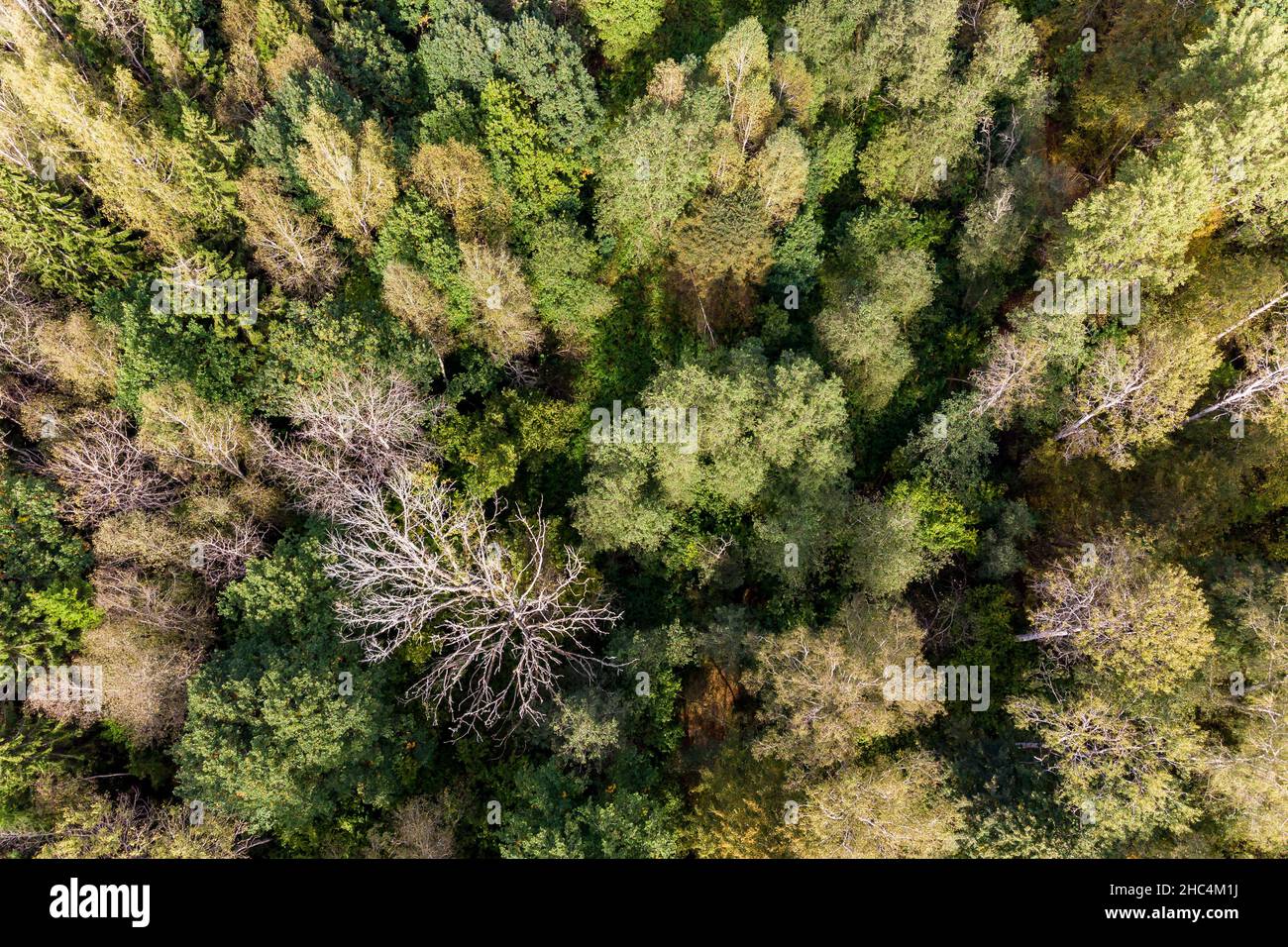 Aerial view of mixed green forest in flight, forest landscape from ...