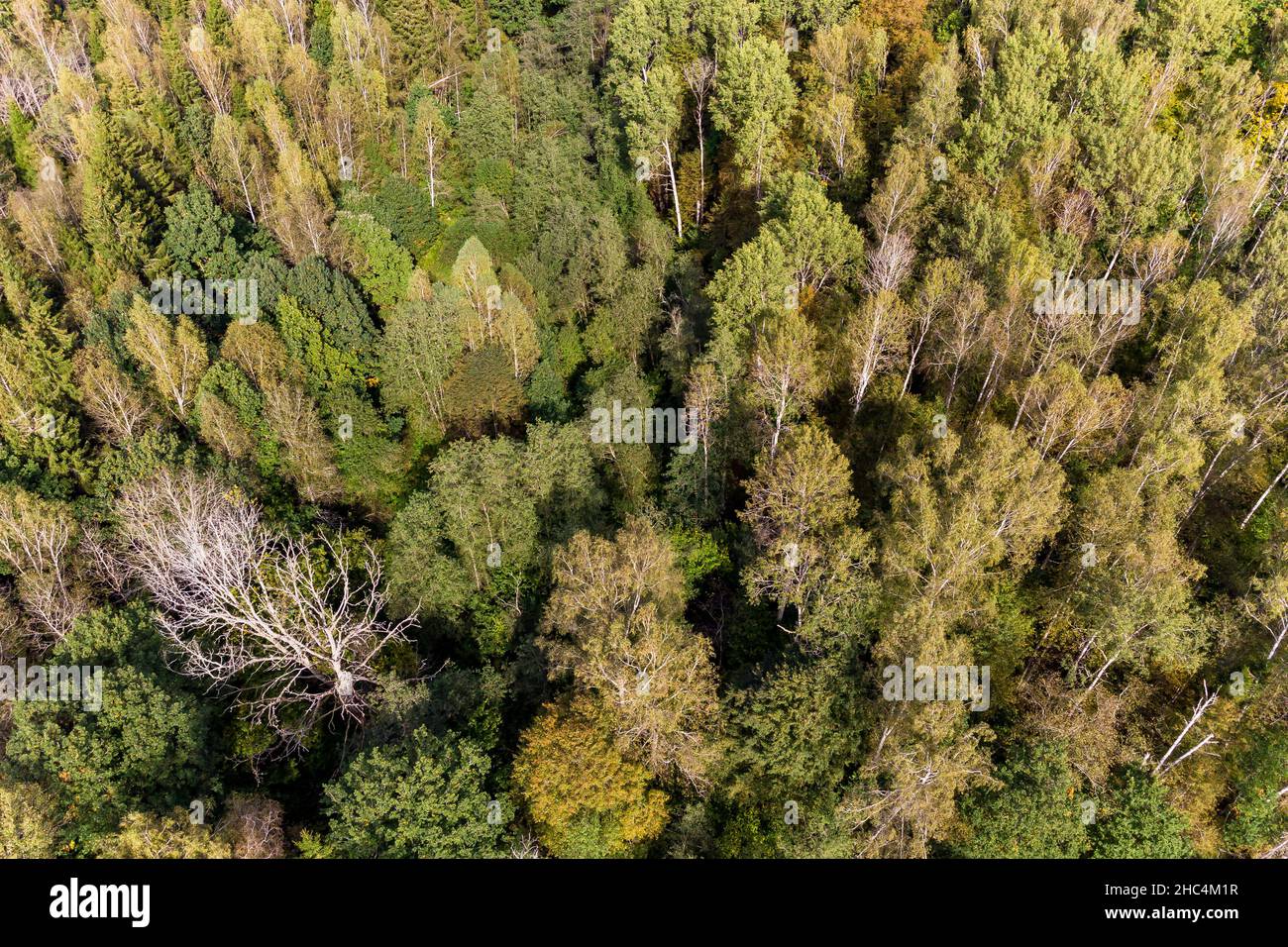 Aerial view of mixed green forest in flight, forest landscape from ...