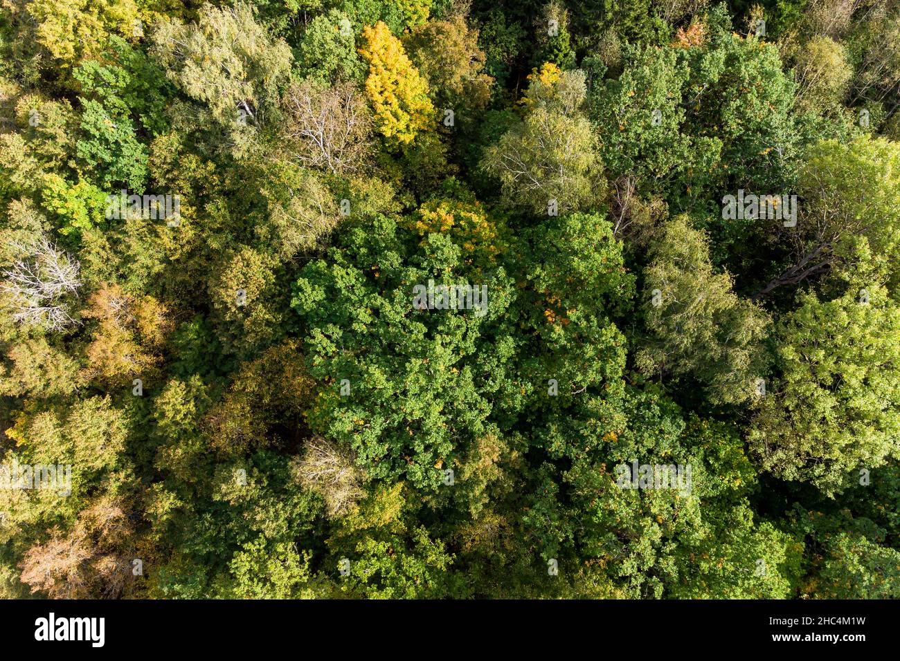 Aerial view of mixed green forest in flight, forest landscape from above Stock Photo - Alamy