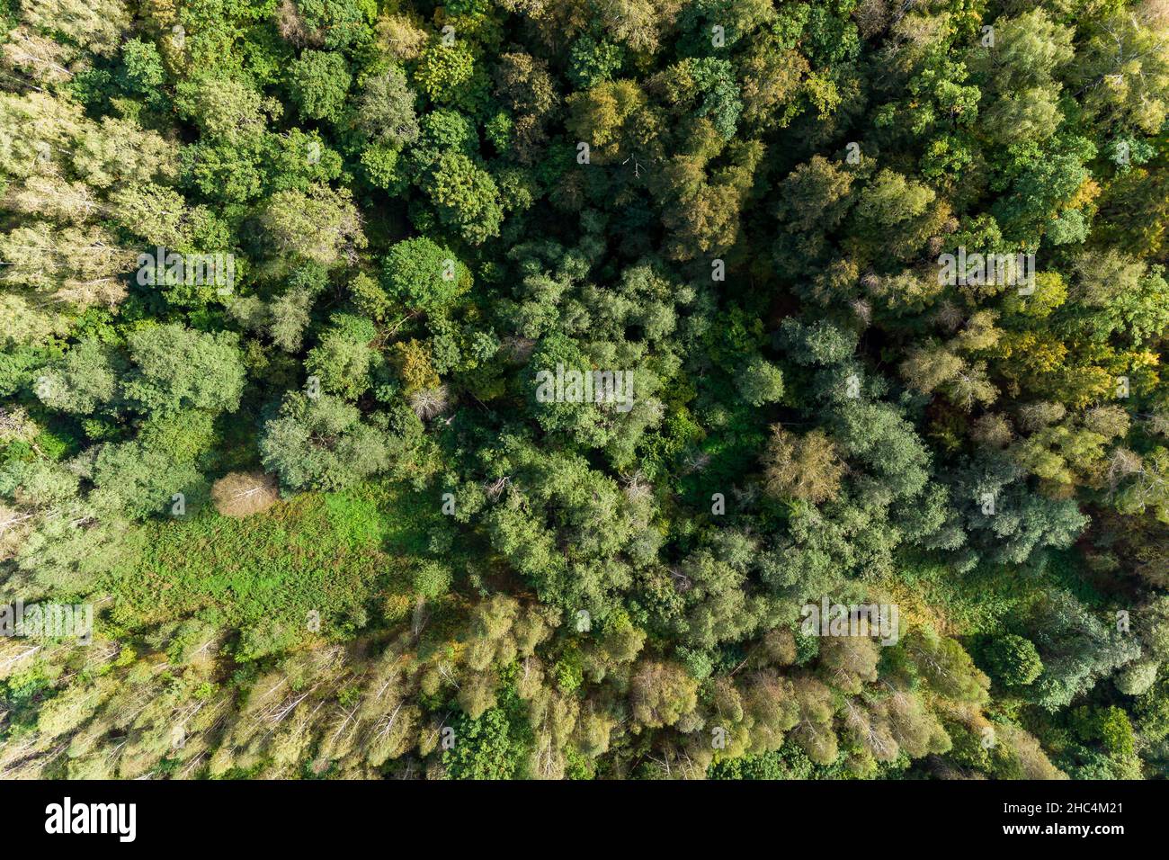 Aerial view of mixed green forest in flight, forest landscape from ...