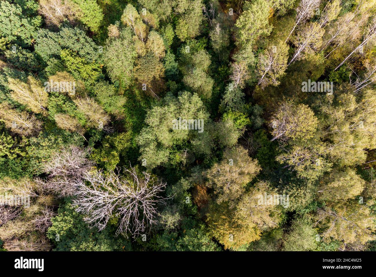 Aerial view of mixed green forest in flight, forest landscape from ...