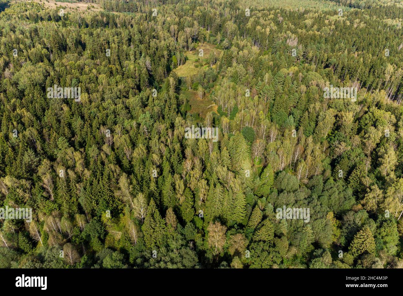 Aerial view of mixed green forest in flight, forest landscape from ...