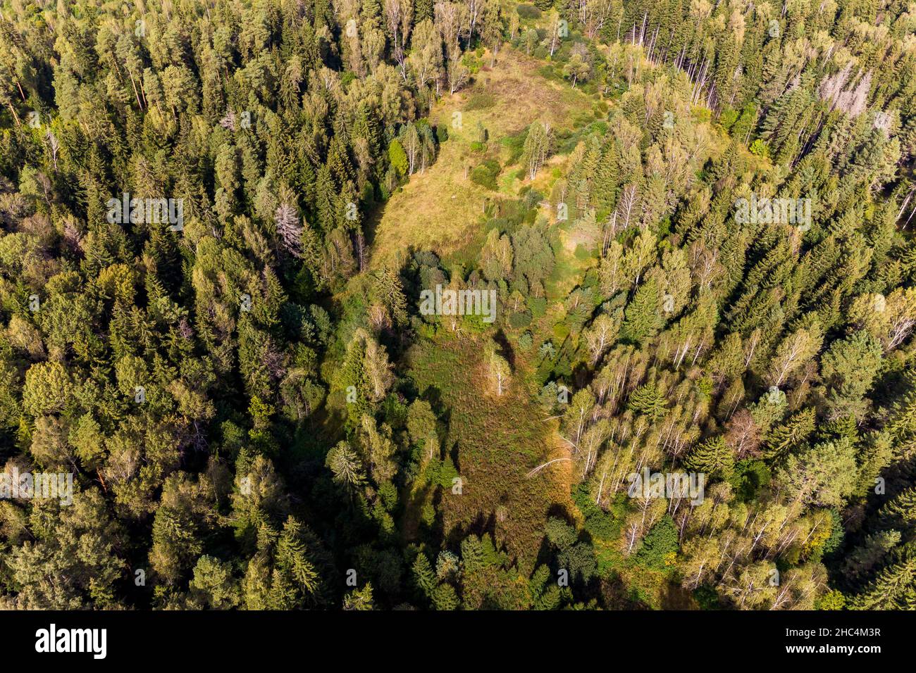 Aerial view of mixed green forest in flight, forest landscape from ...