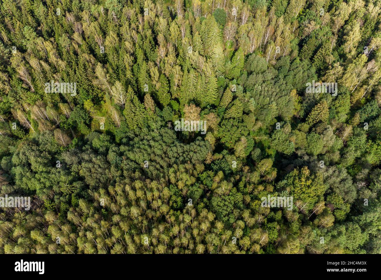 Aerial view of mixed green forest in flight, forest landscape from ...