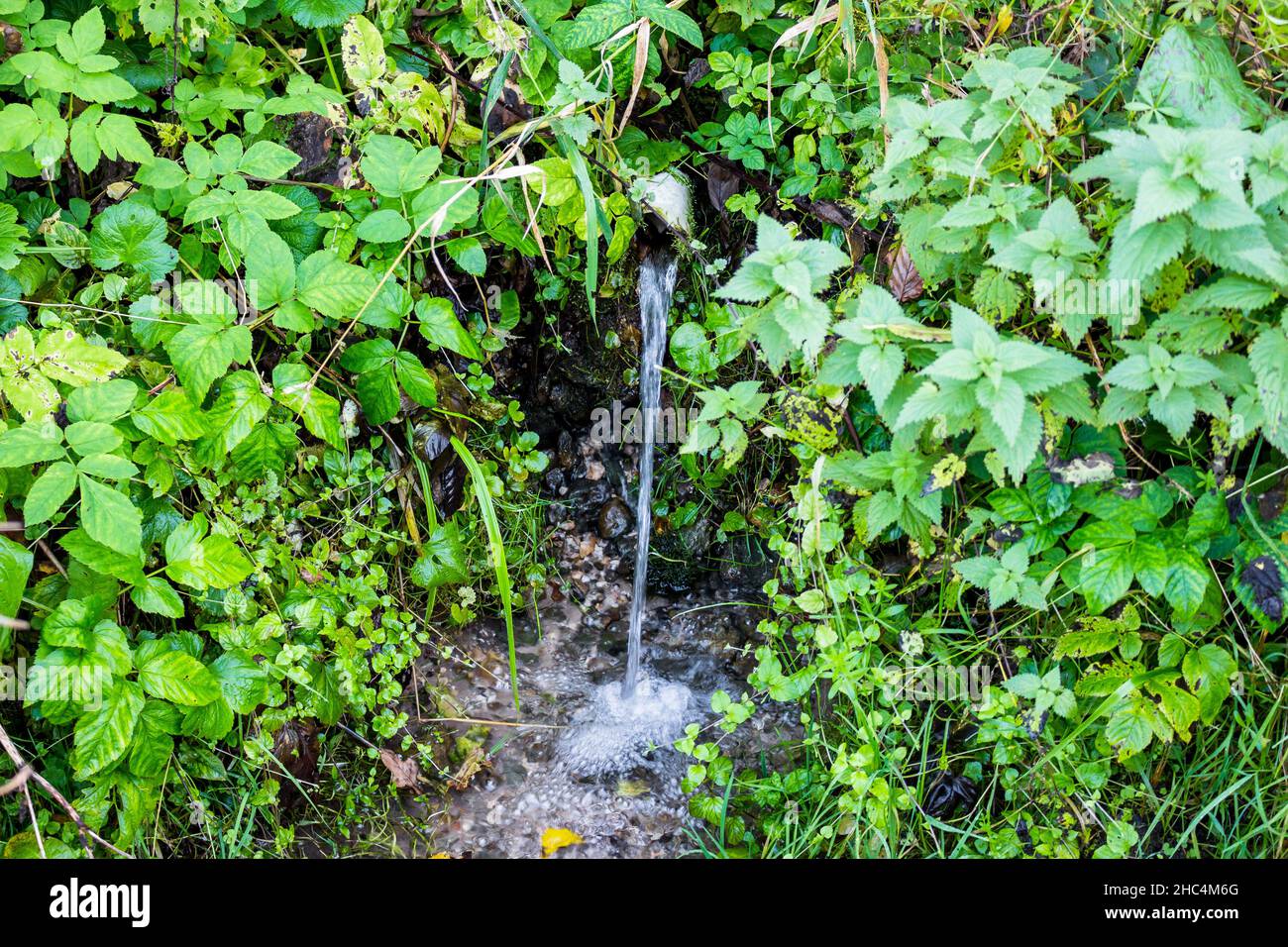 Spring water flowing from a pipe in nature Stock Photo - Alamy