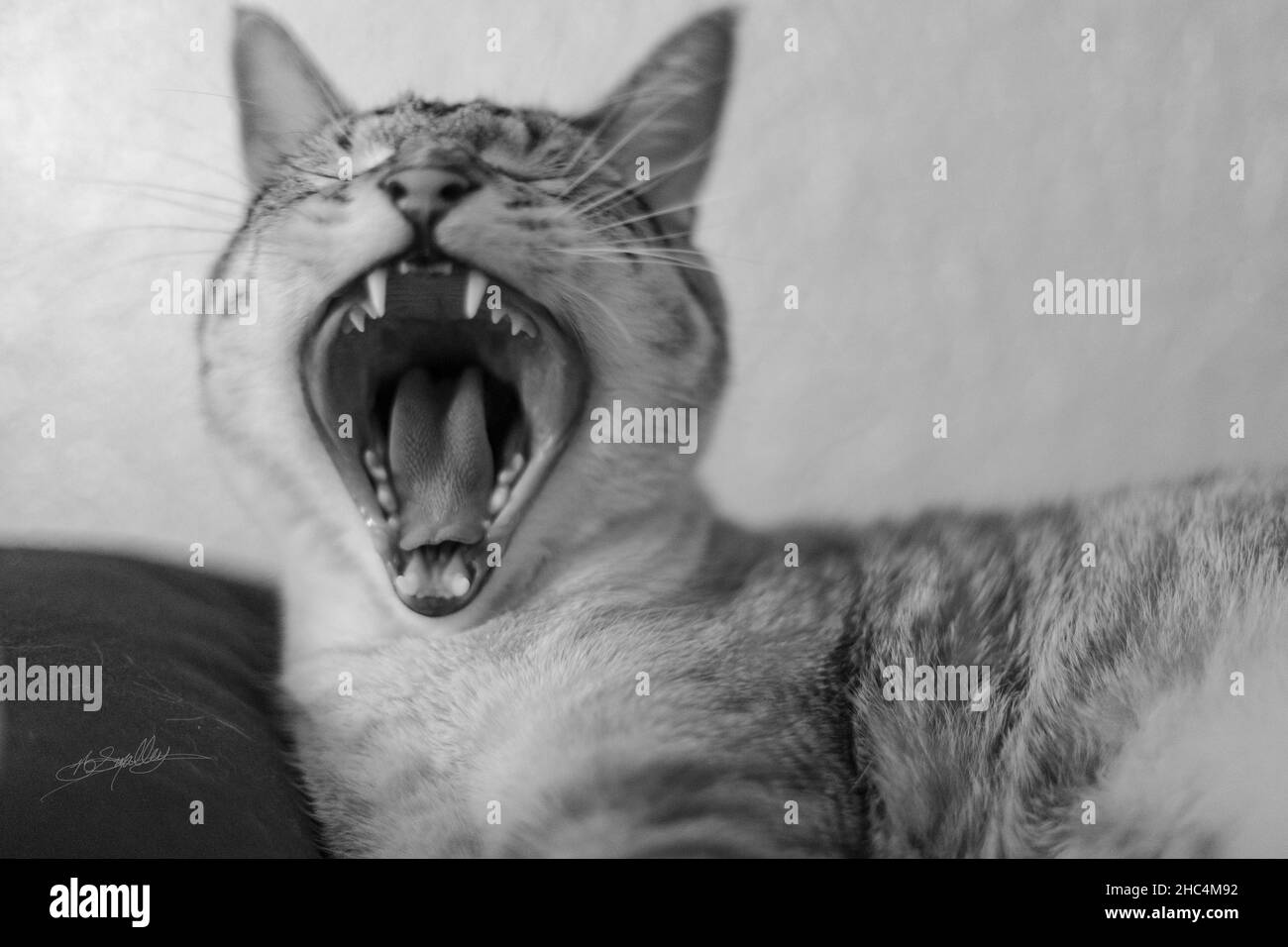 Grayscale cat hi-res stock photography and images - Alamy