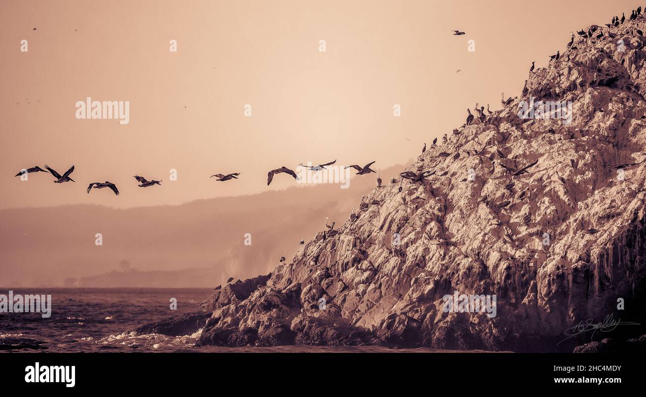 Ocean with flying birds and cliff hi-res stock photography and images ...