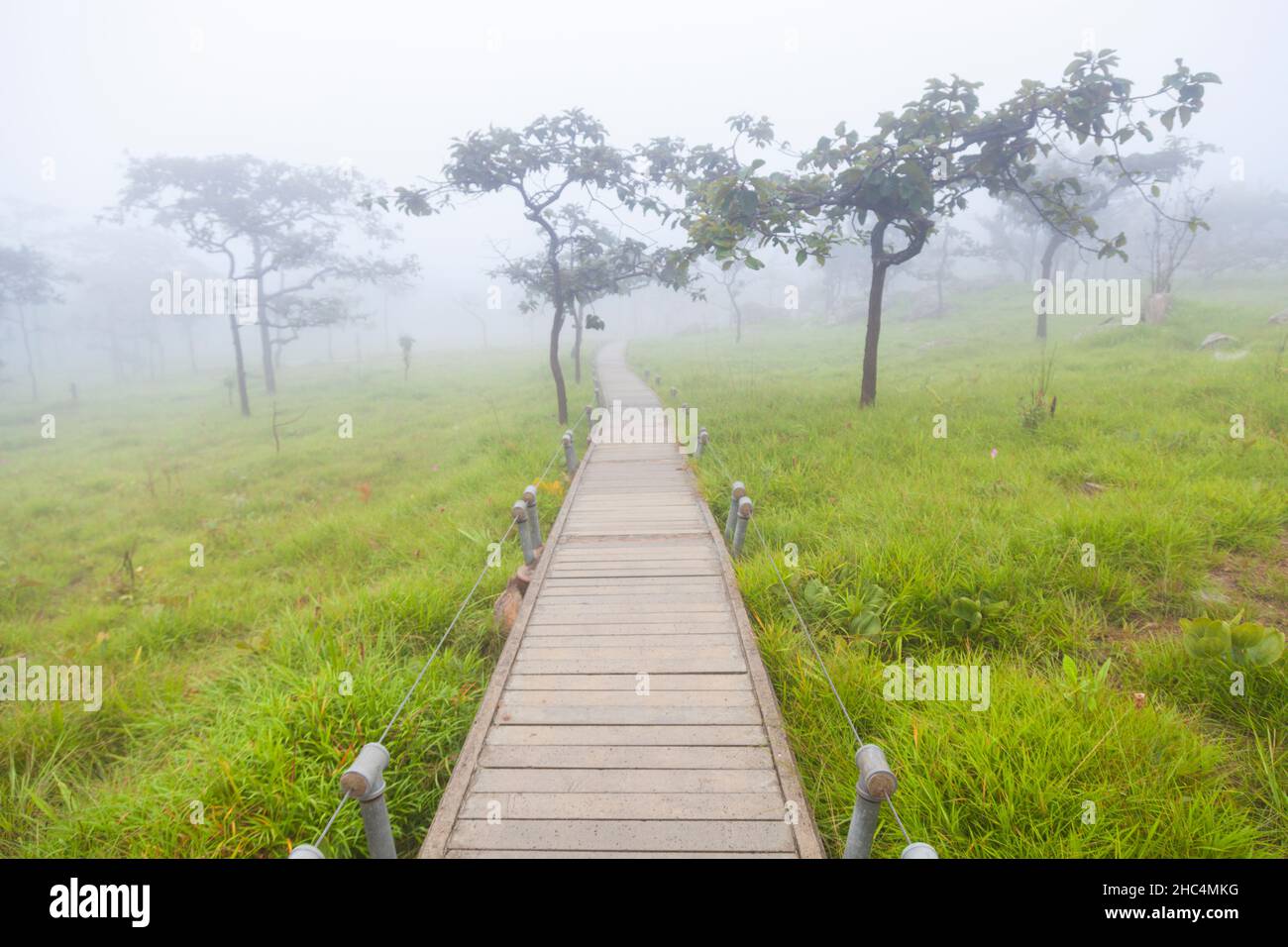 Wooden bridge walkway.Sides of the trees and meadows Stock Photo - Alamy