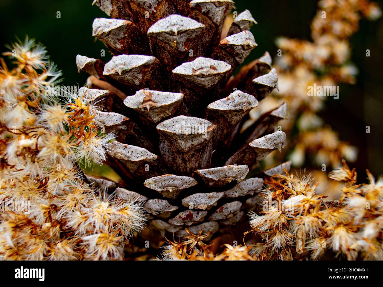 Natural christmas spruce dry hi-res stock photography and images - Alamy