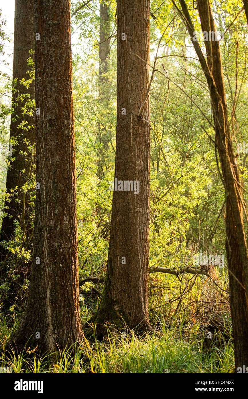 Vertical shot of a forest with beautiful trees and greenery Stock Photo ...
