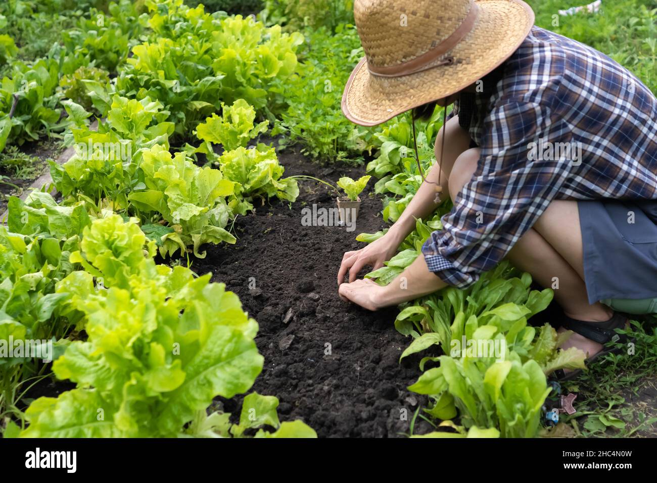 Girl is farming in her vegetable garden Stock Photo - Alamy
