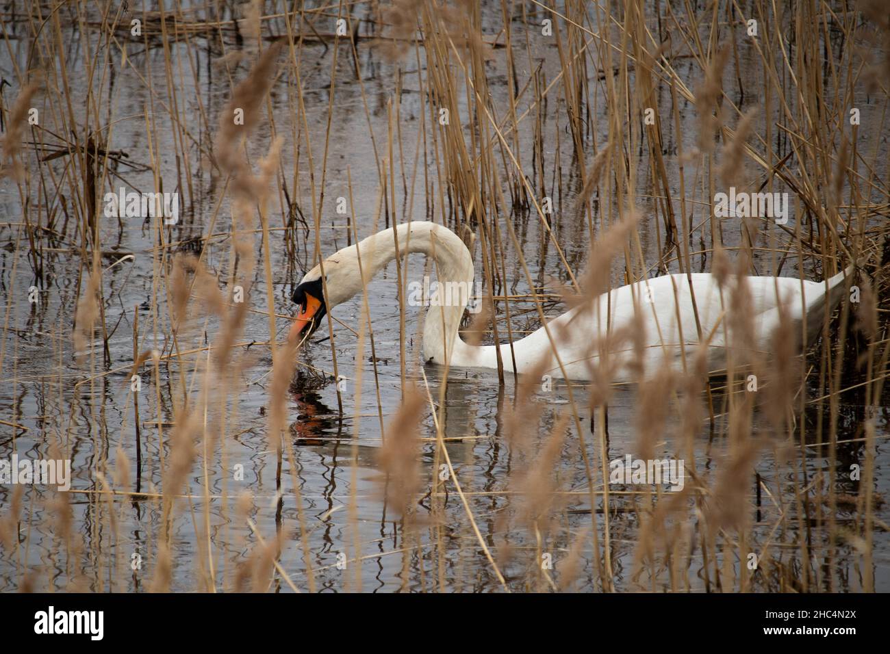 White swan catching a fish in a pond Stock Photo - Alamy