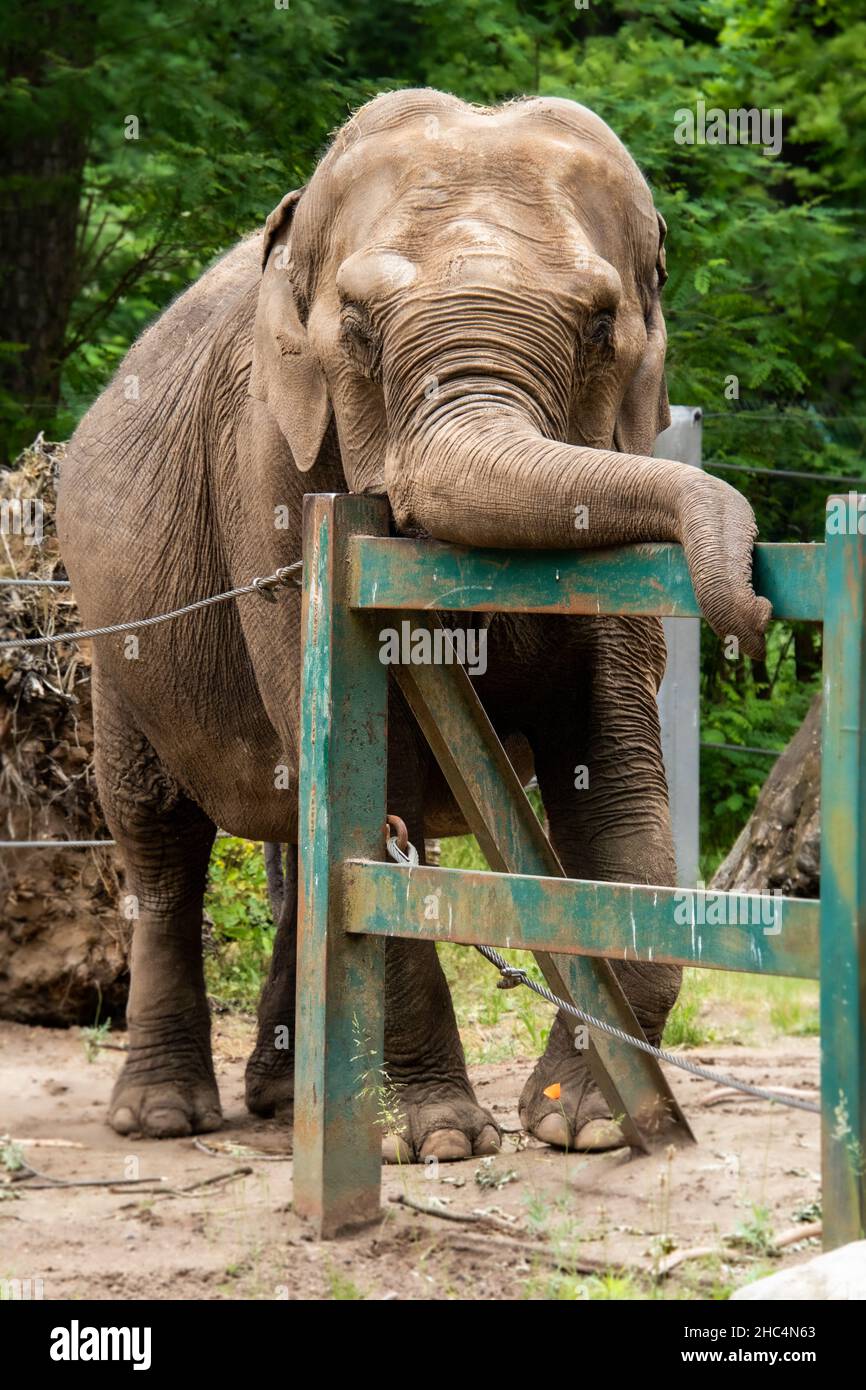 Vertical shot of an elephant in a zoo Stock Photo - Alamy
