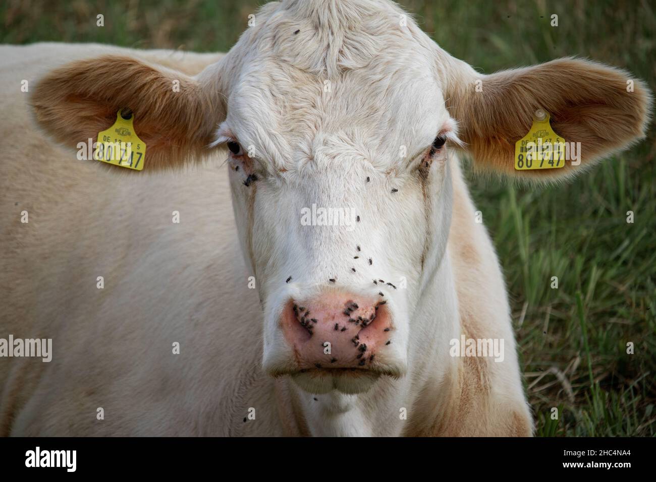 White farm cow with flies all over its mouth on the pasture Stock Photo ...