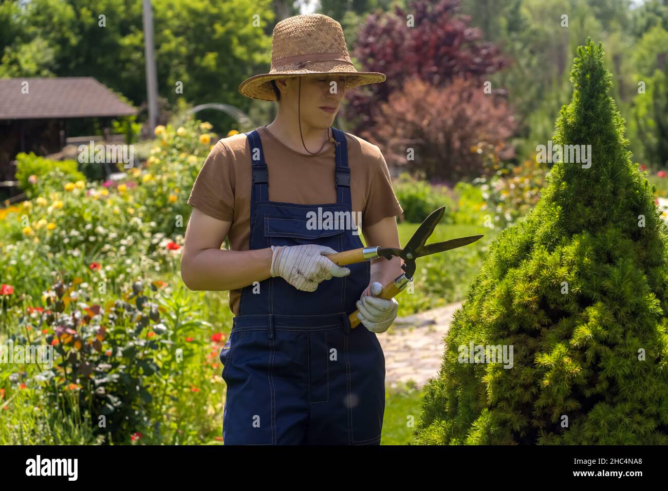 Gardener pruning young thuja hi-res stock photography and images - Alamy