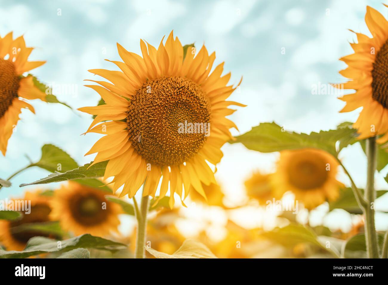 Sunflower sways in wind beautiful hi-res stock photography and images ...