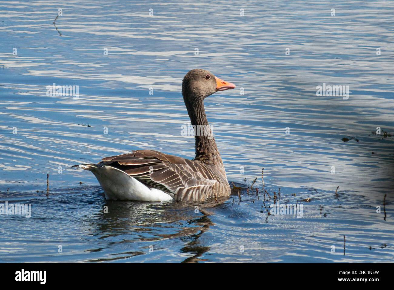 Greylag goose swimming in hi-res stock photography and images - Alamy
