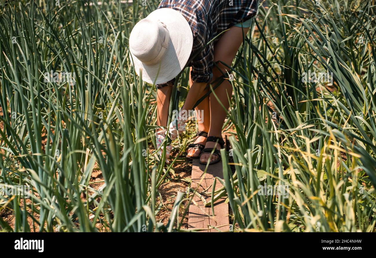 Hobby farm plants hi-res stock photography and images - Alamy