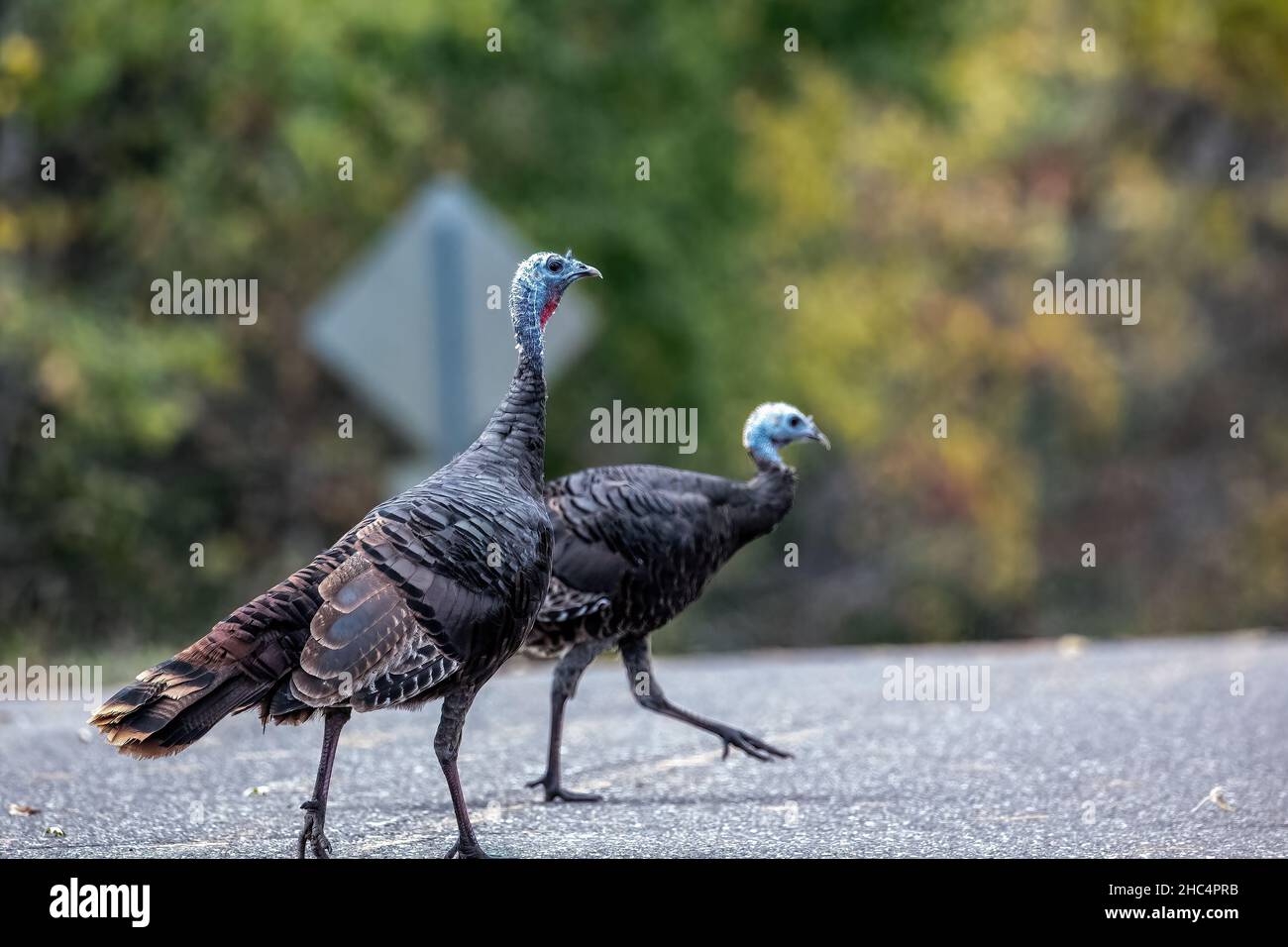 Male turkeys hi-res stock photography and images - Alamy