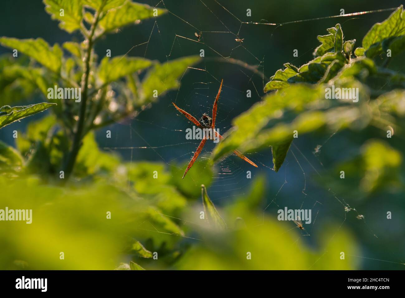 Beautiful spiderweb hi-res stock photography and images - Alamy