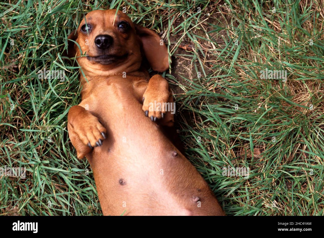 Why Do Dachshunds Lay On Their Backs