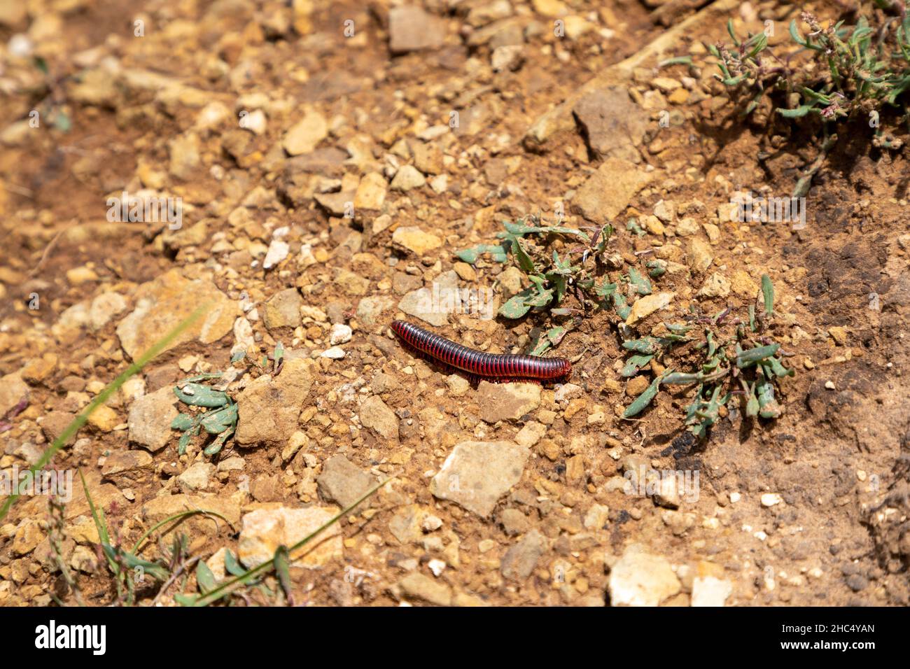 Millipede worm hi-res stock photography and images - Alamy