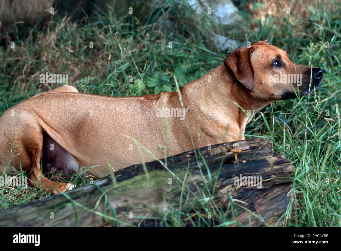 Rhodesian ridgeback lying down in grass Stock Photo - Alamy