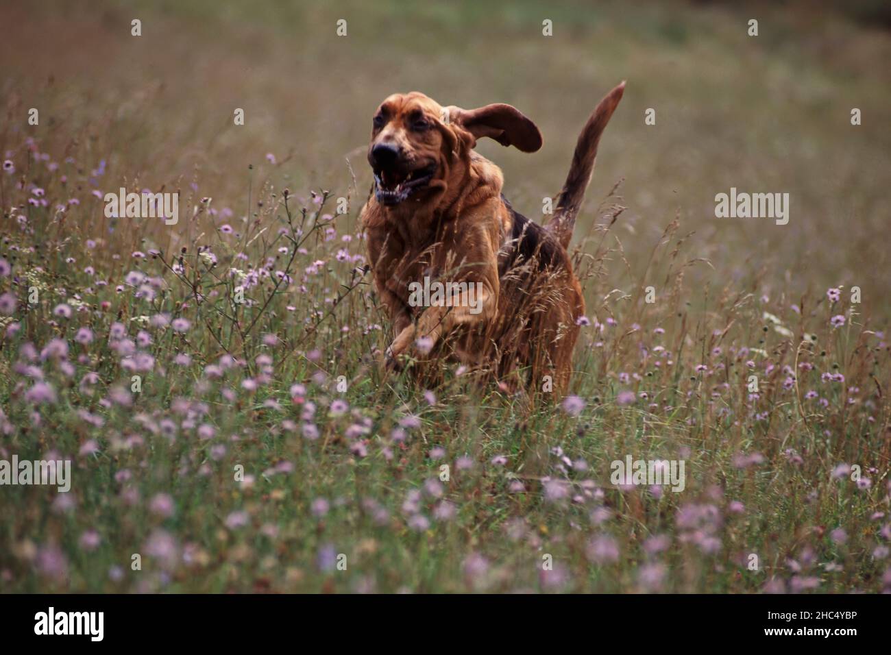 Bloodhound running hi-res stock photography and images - Alamy