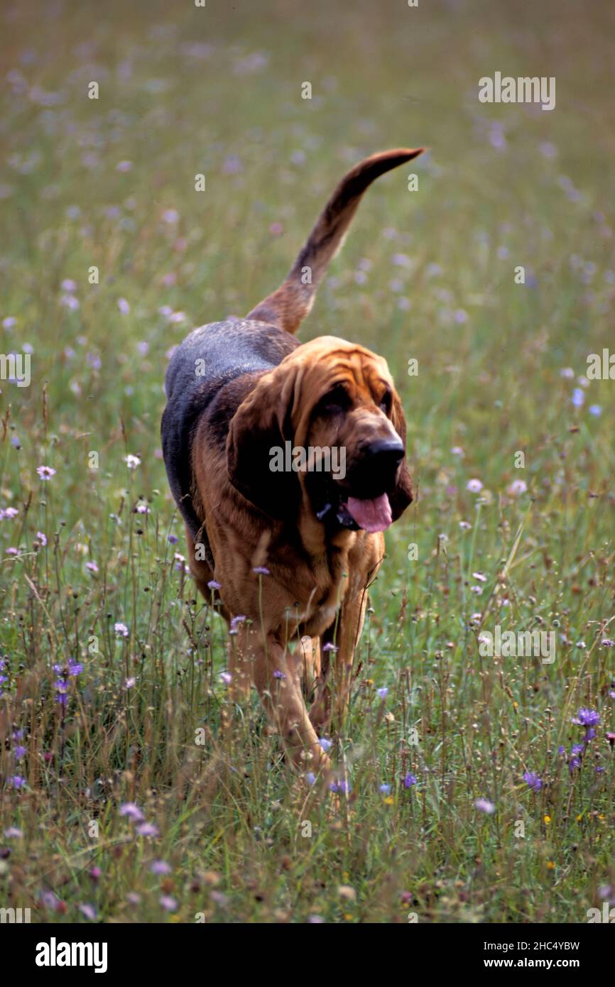 Bloodhound running hi-res stock photography and images - Alamy