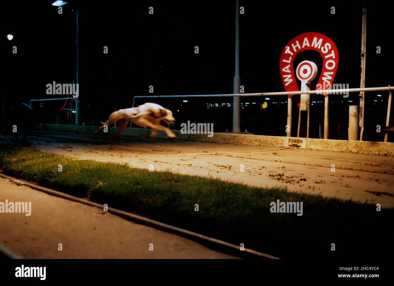 Greyhound Racing Finish Line