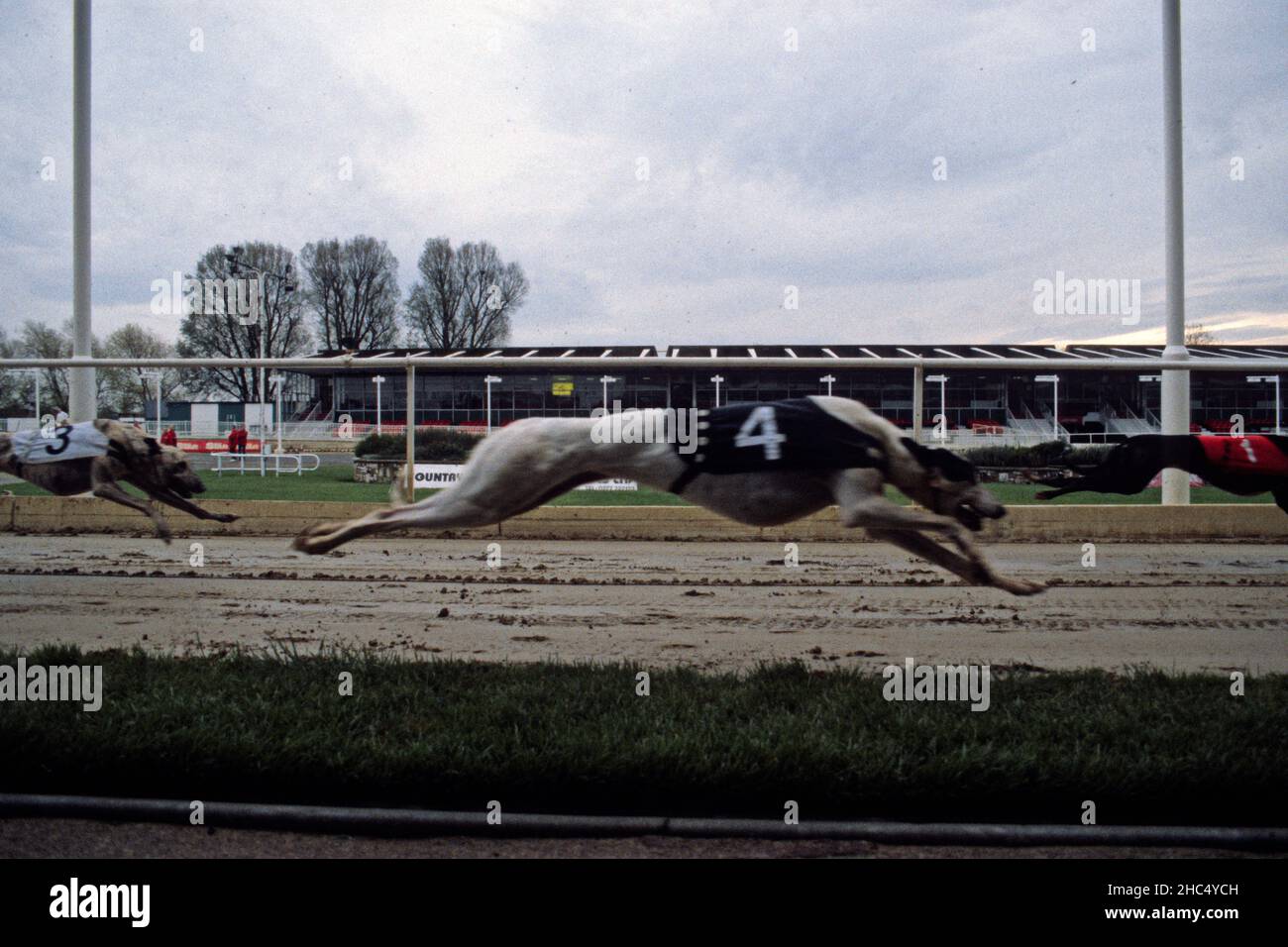 Greyhound racing at Walthamstow Stadium Stock Photo - Alamy