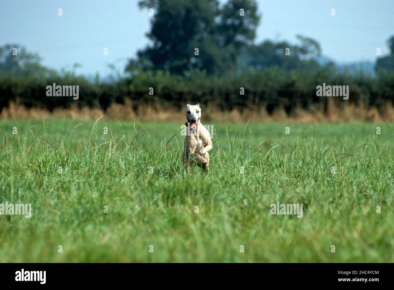 Whippet running in field towards camera Stock Photo - Alamy
