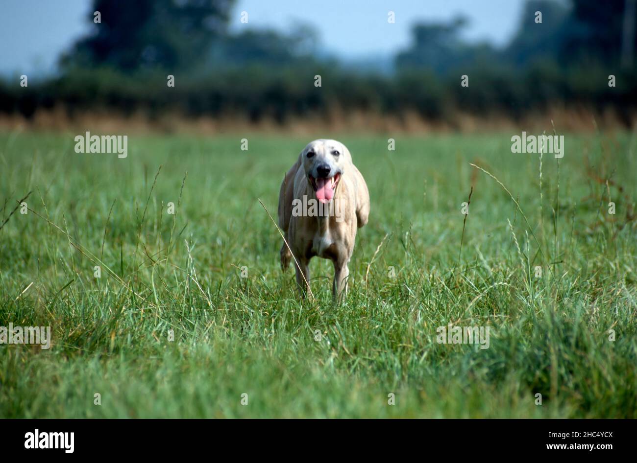 Whippet running in field towards camera Stock Photo - Alamy