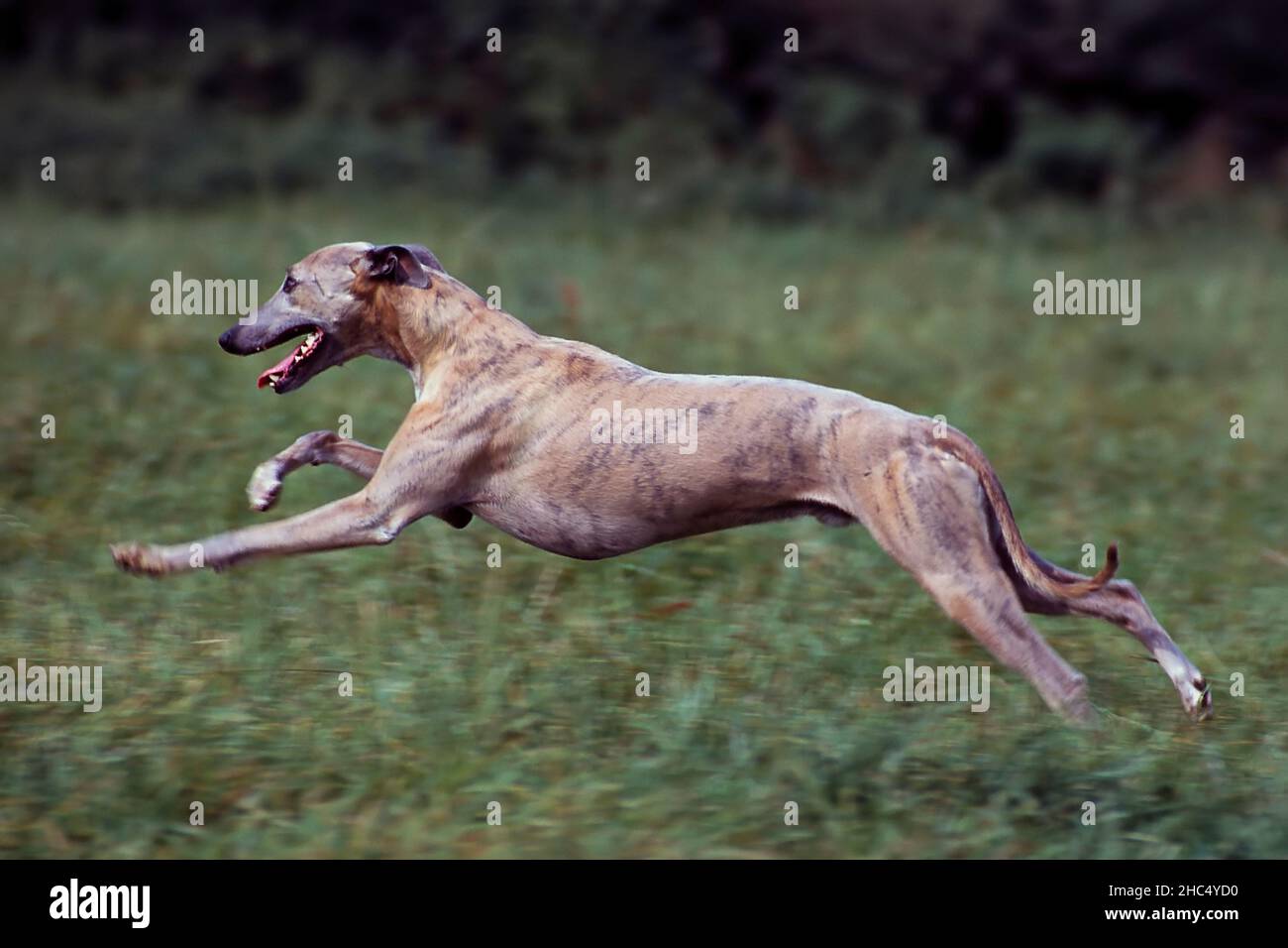 Whippet running across grass, side view Stock Photo - Alamy