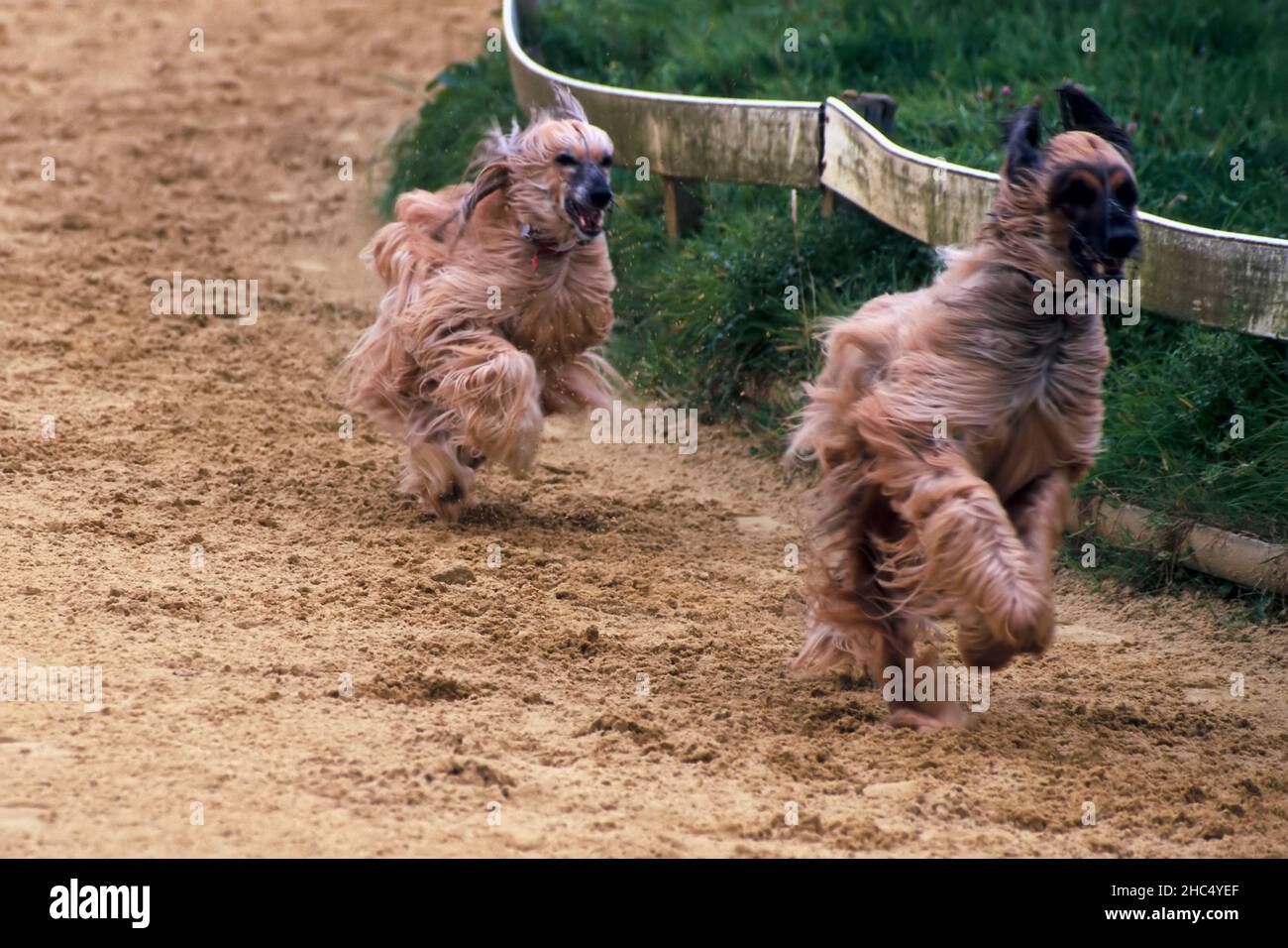 Afghan hounds racing Stock Photo - Alamy