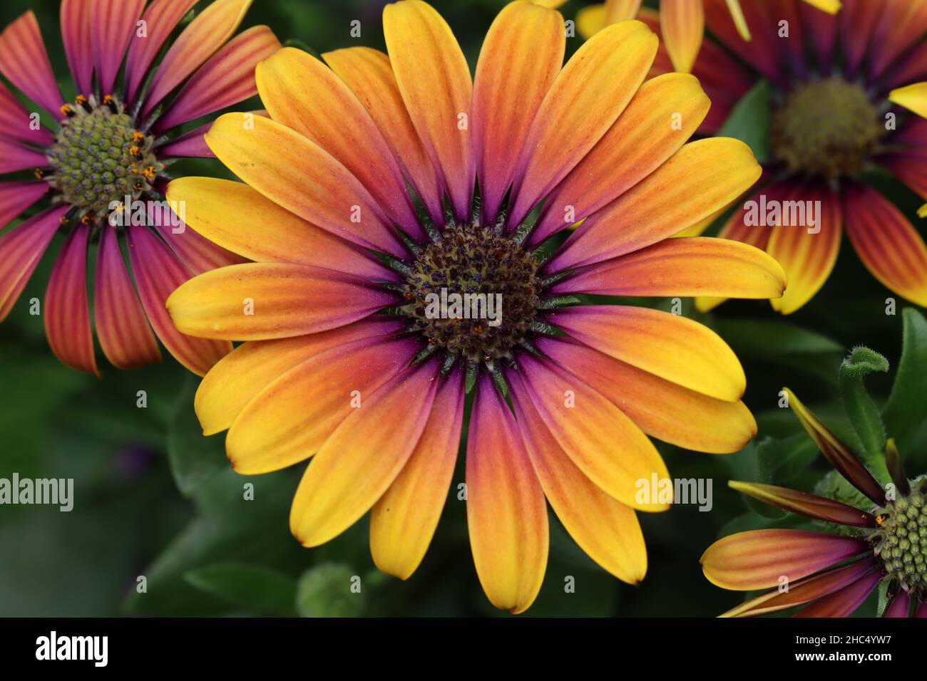 Two tone daisy like flower heads hi-res stock photography and images ...