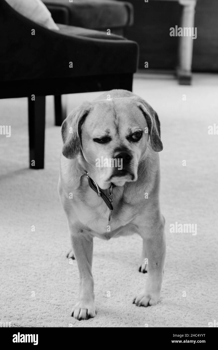 Vertical shot of a beautiful labrador retriever in grayscale Stock ...