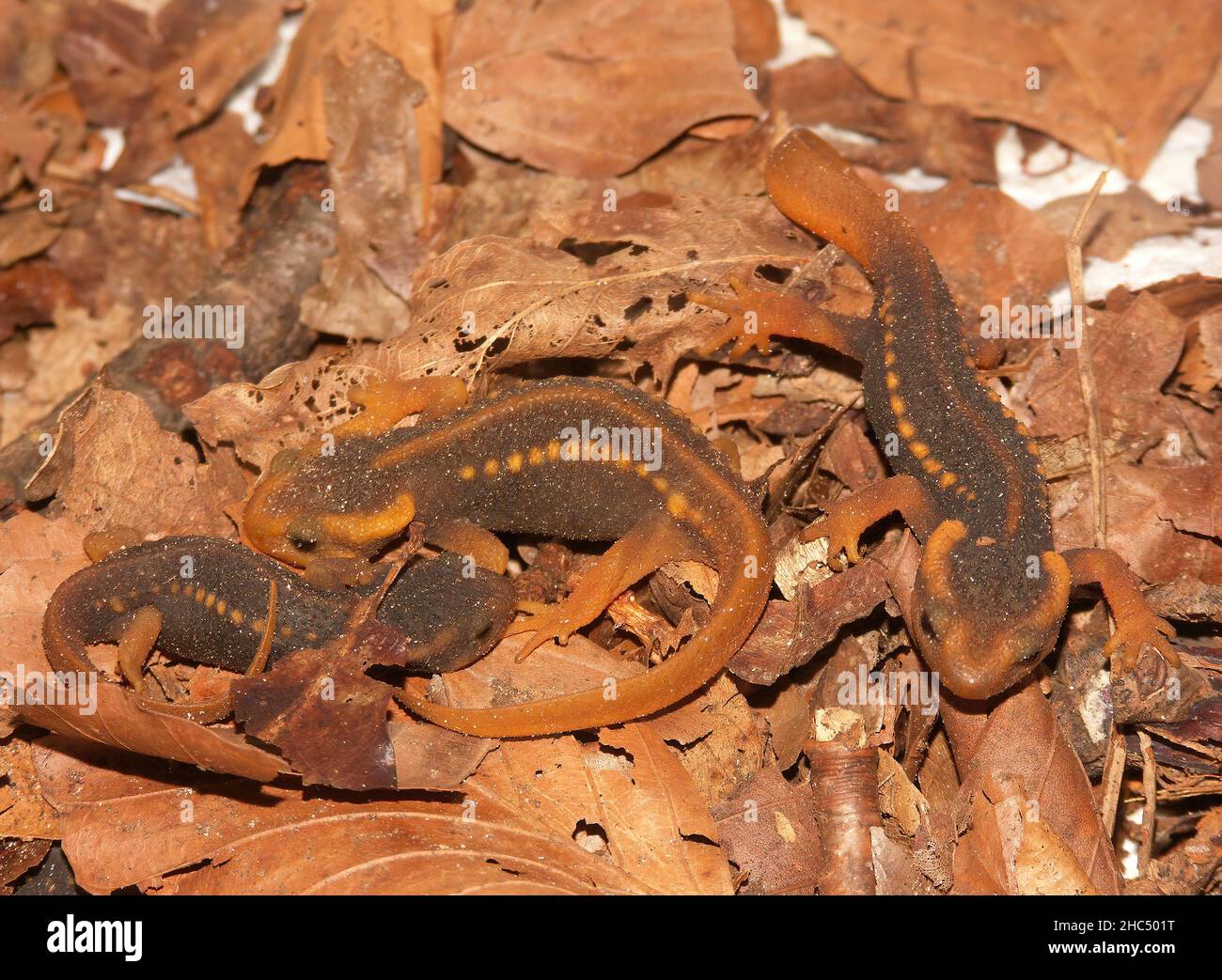 Closeup on 3 colorful orange juvenile Himalayan Newts , Tylototriton ...