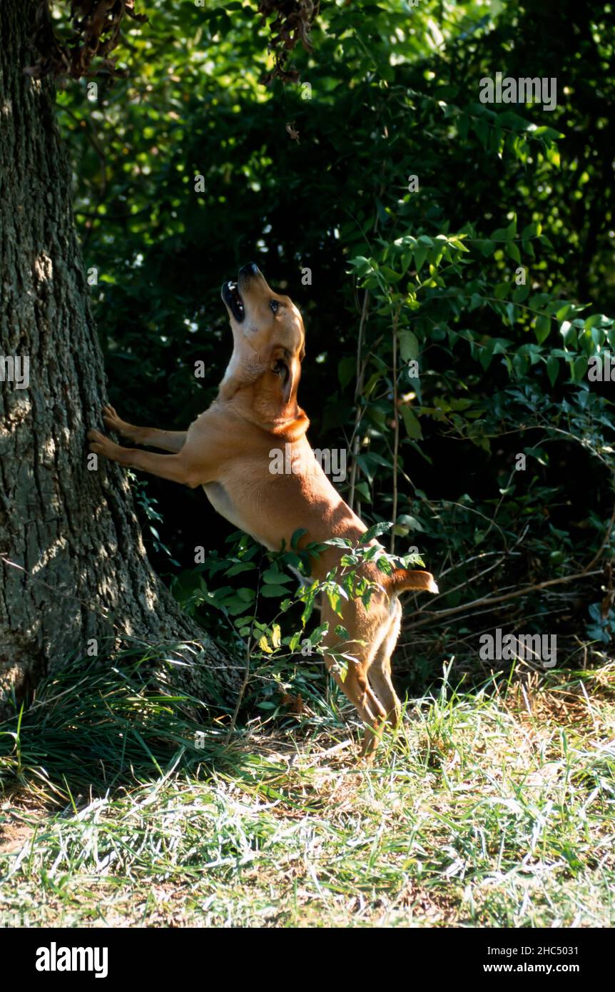 Are Treeing Cur Aggressive