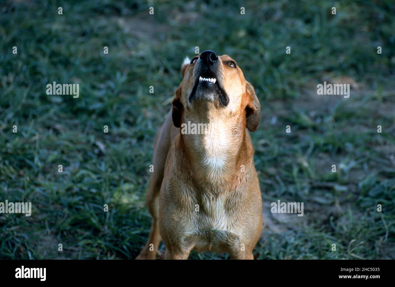 Treeing cur hi-res stock photography and images - Alamy