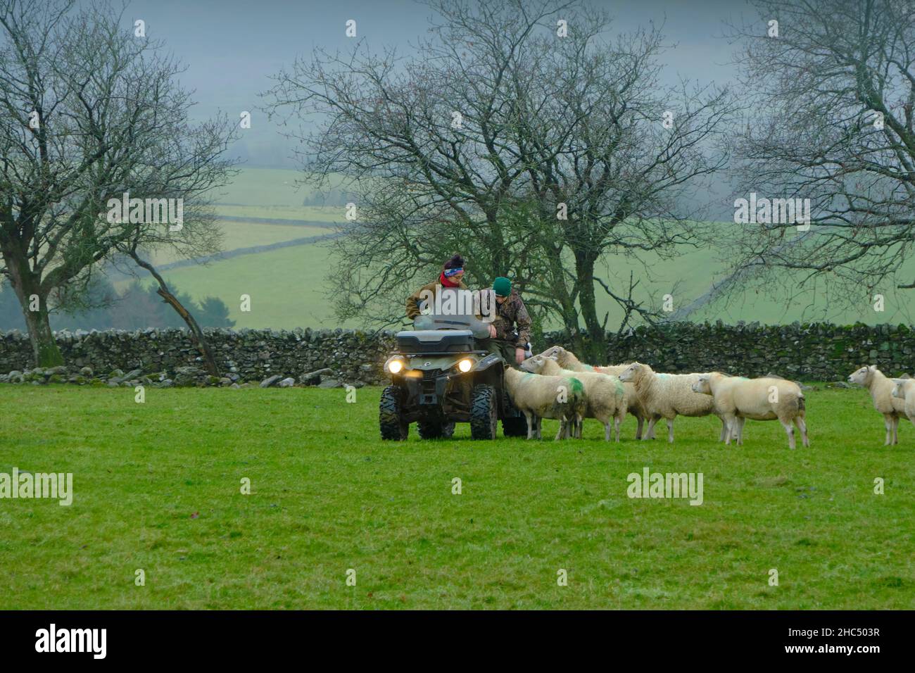 Modern sheep herding hi-res stock photography and images - Alamy