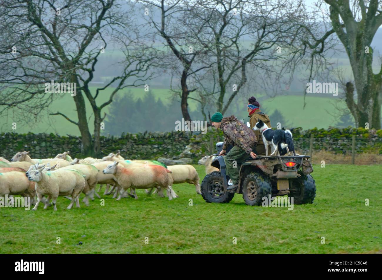 Modern sheep herding hi-res stock photography and images - Alamy