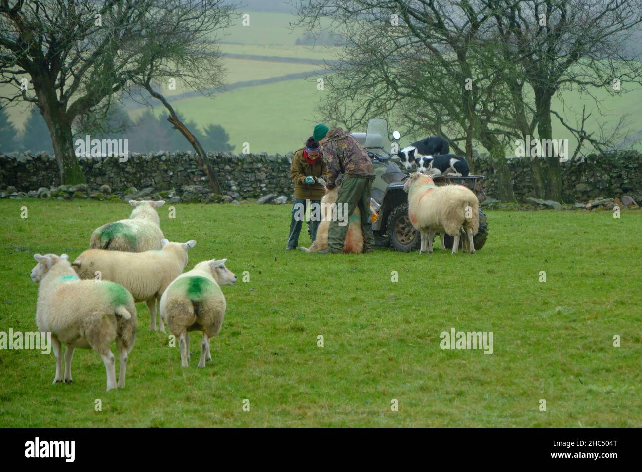 Modern sheep herding hi-res stock photography and images - Alamy
