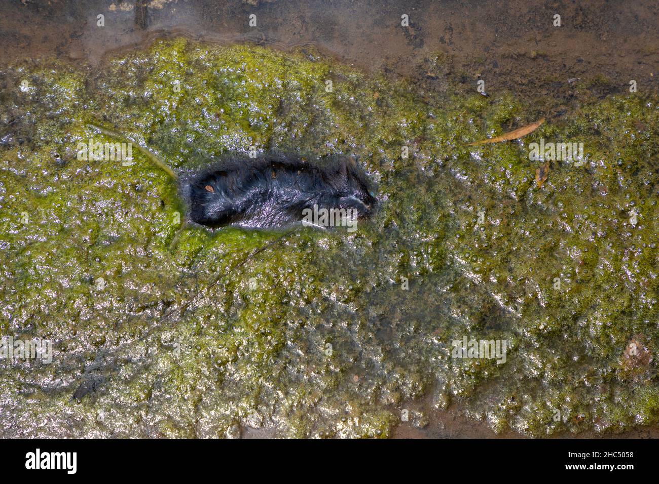 Decomposing animal hi-res stock photography and images - Alamy