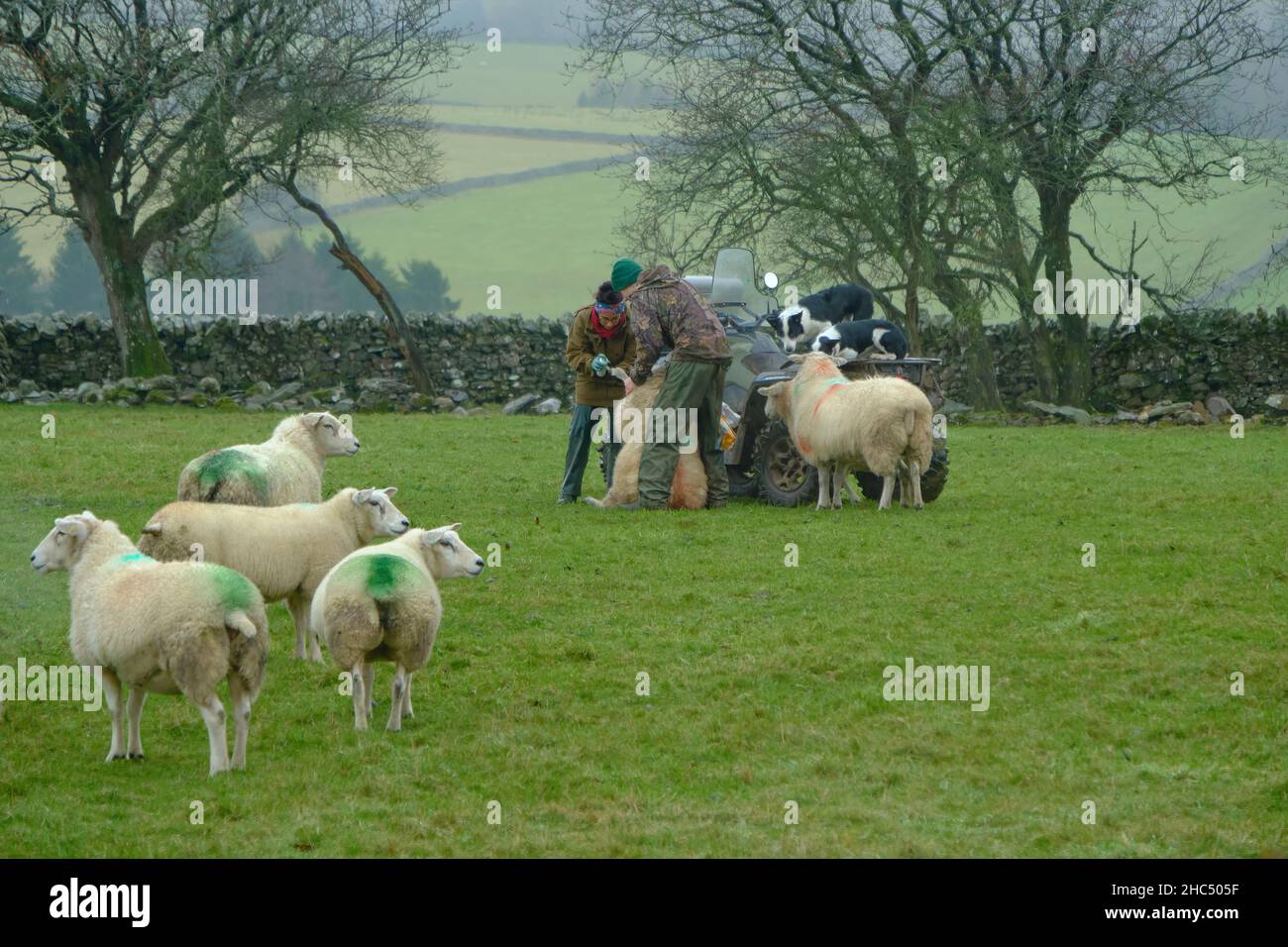 Are There Still Shepherds Today